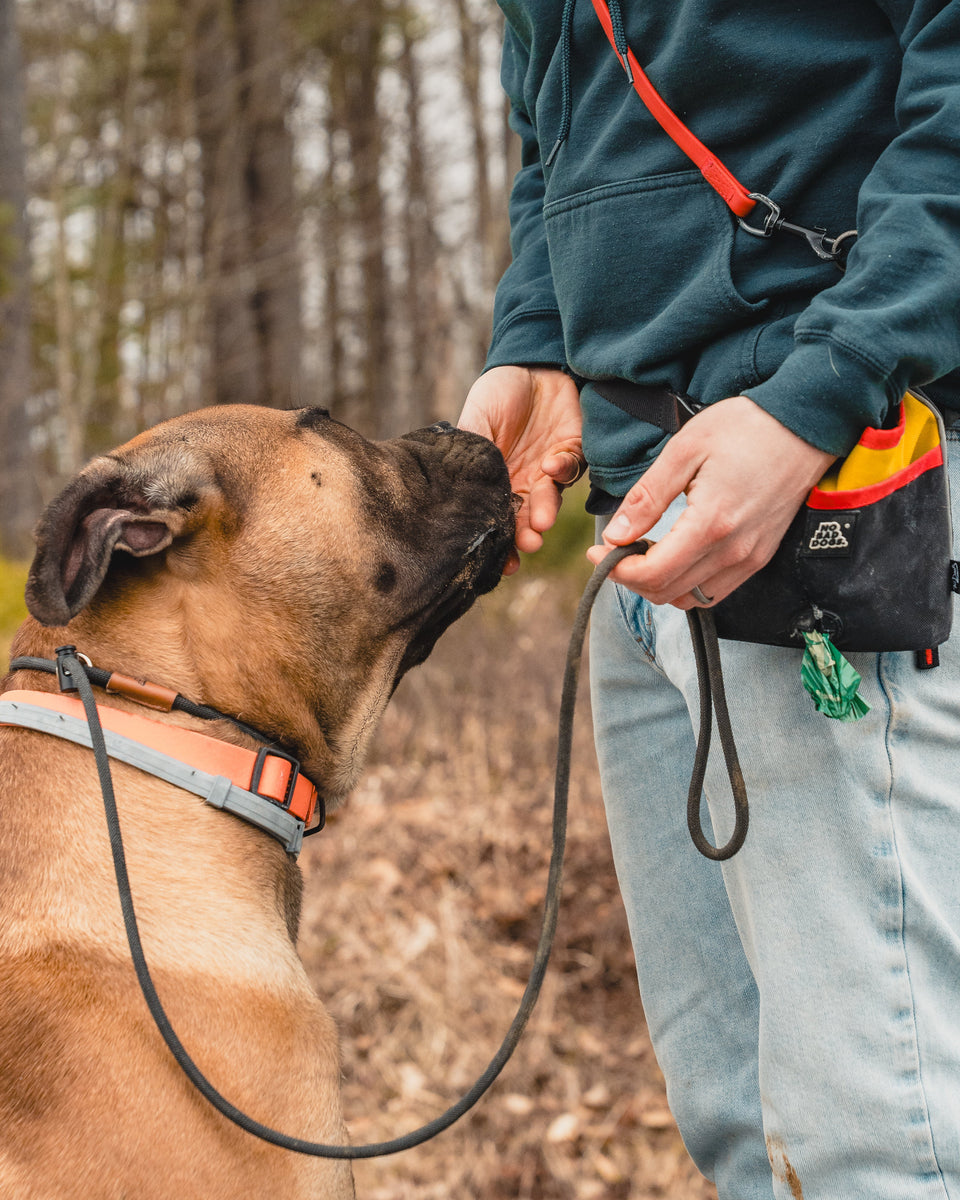 Best Sellers – No Bad Dogs Official