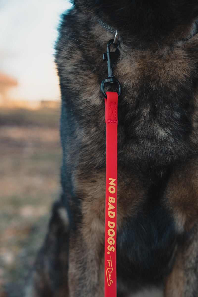Gummy Training Leash – No Bad Dogs Official