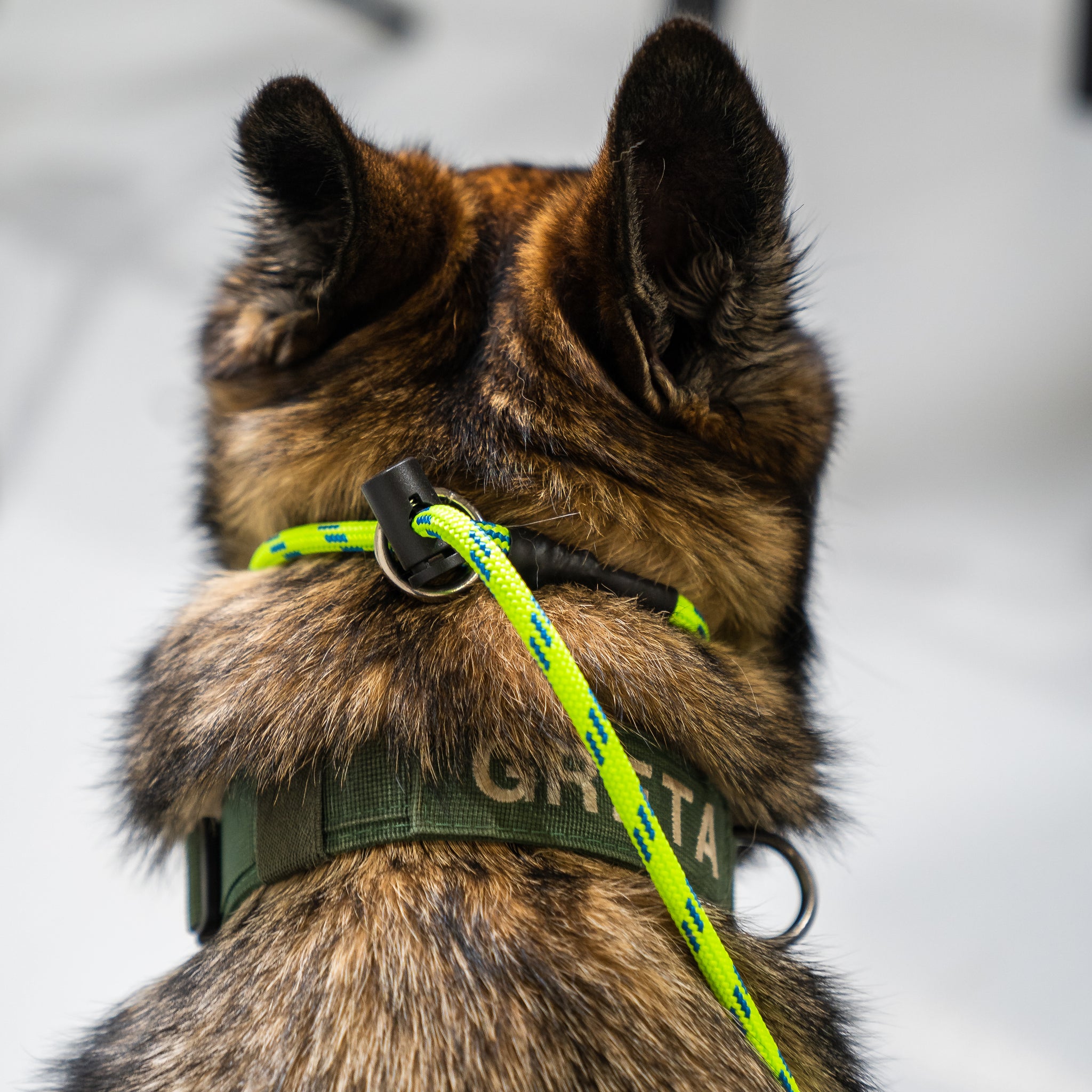 No Bad Dogs Slip Leash – No Bad Dogs Official